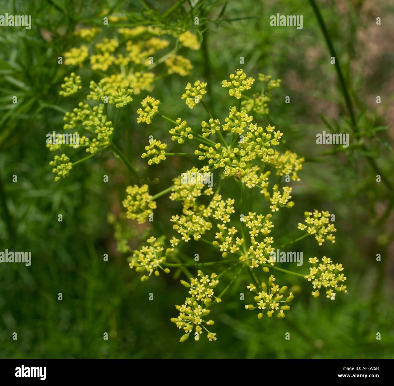 devil s dung Stock Photo - Alamy