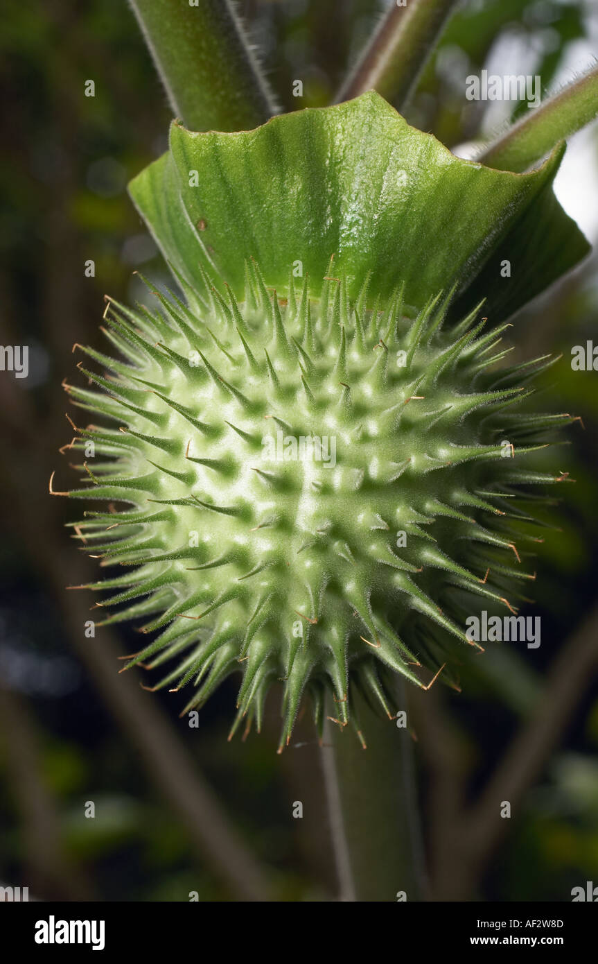 horn of plenty fruit Stock Photo - Alamy