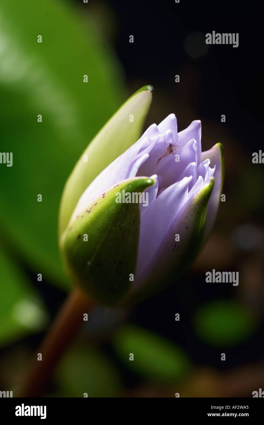 Lity hi-res stock photography and images - Alamy