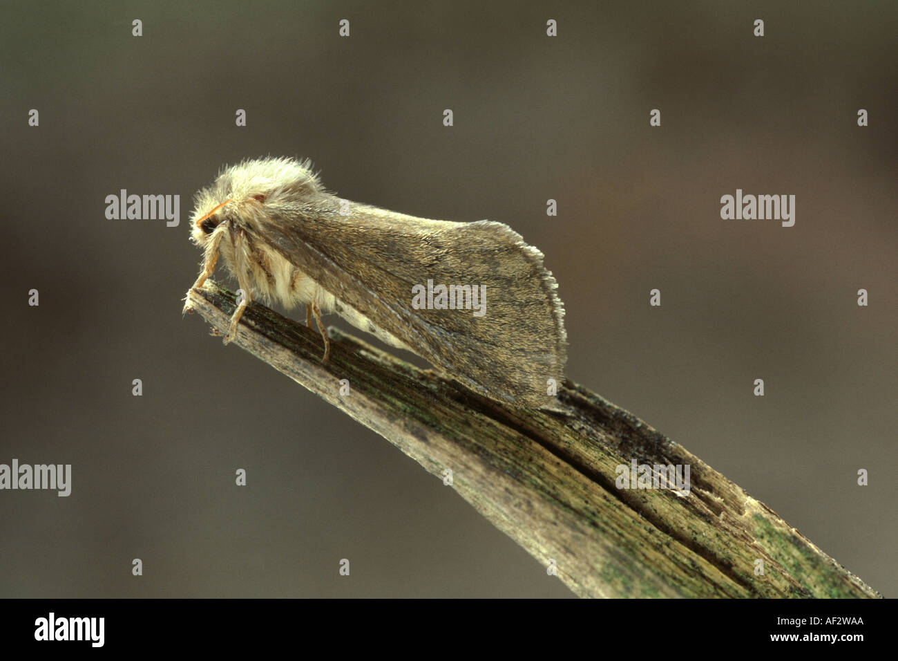 Common swift moth hi-res stock photography and images - Alamy