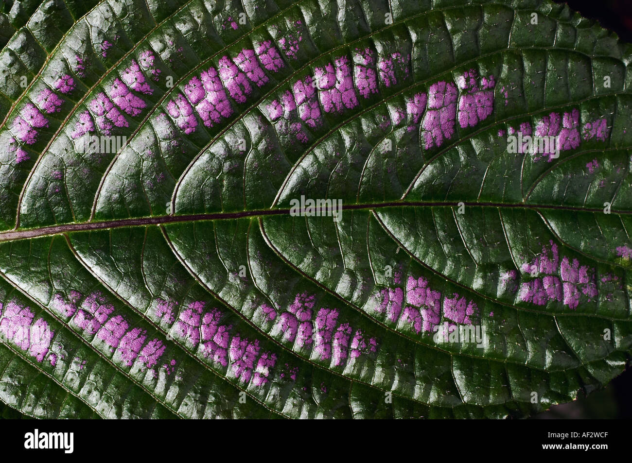 persian shield plant Stock Photo - Alamy