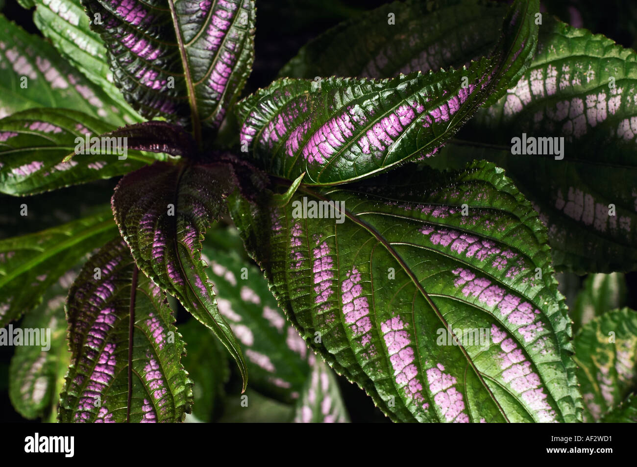 persian shield plant Stock Photo - Alamy