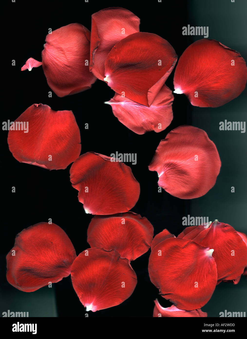 red rose pedals Stock Photo - Alamy