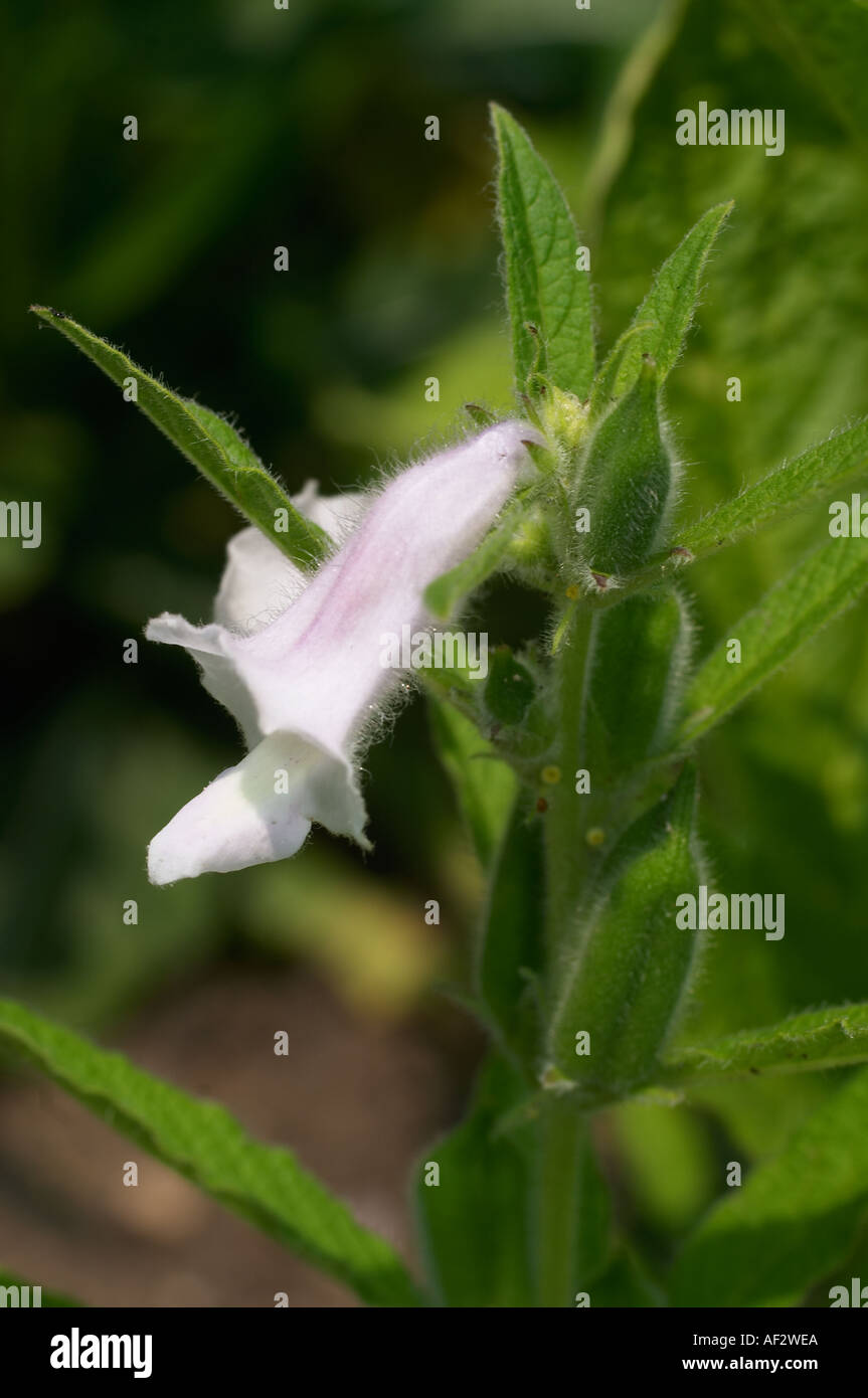Pedaliaceae family hi-res stock photography and images - Alamy