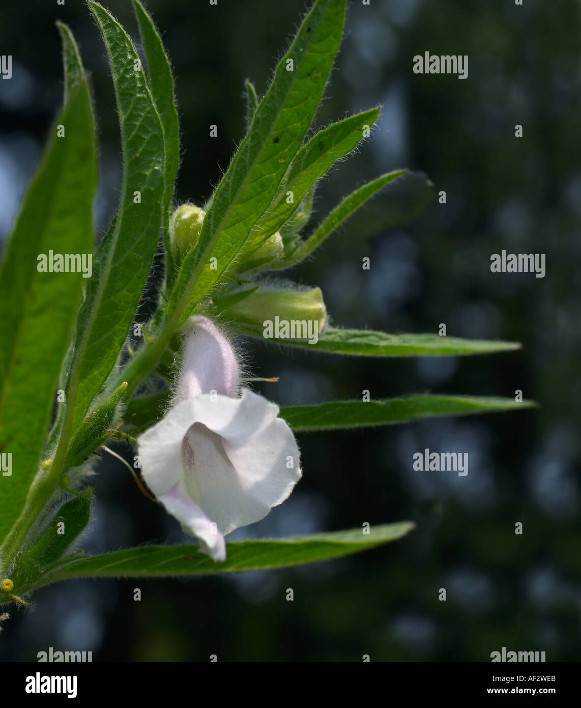 close up of sesame flower Sesamum indicum L family Pedaliaceae Stock ...