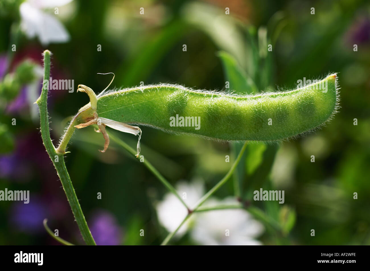sweet pea pod lathyrus odoratus Stock Photo - Alamy