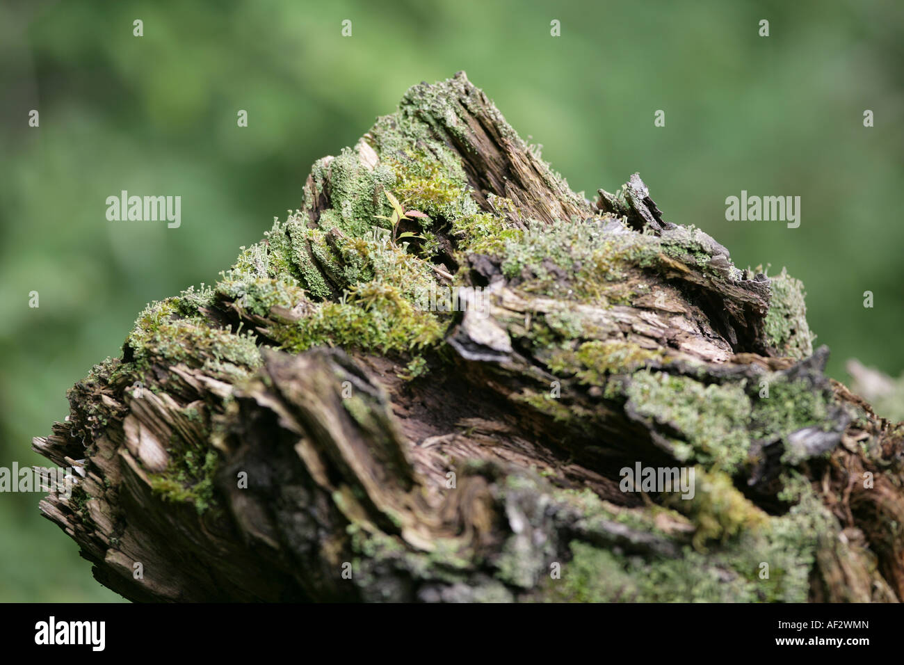 Stump rot hi-res stock photography and images - Alamy