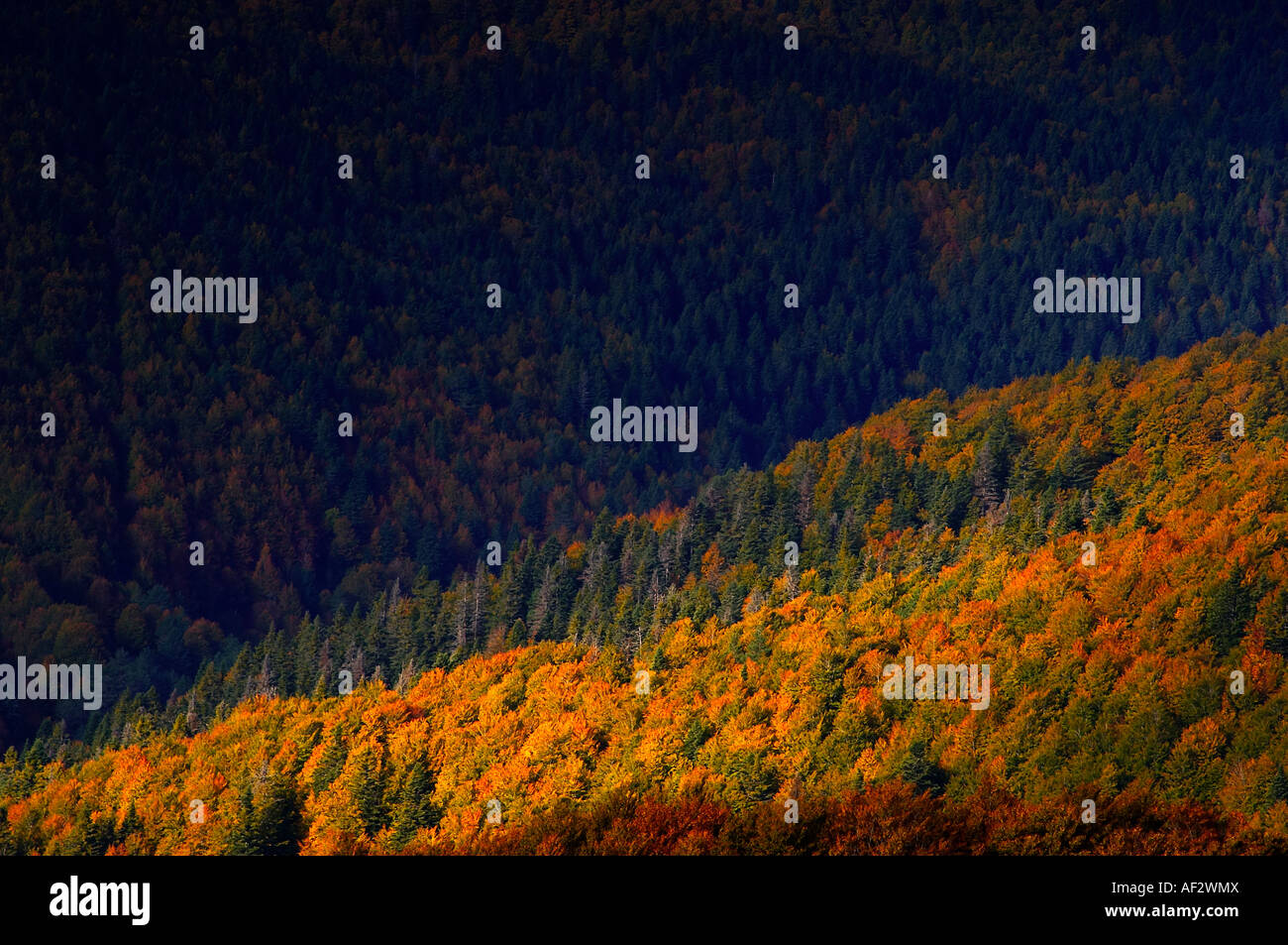 Arbol dorado hi-res stock photography and images - Alamy