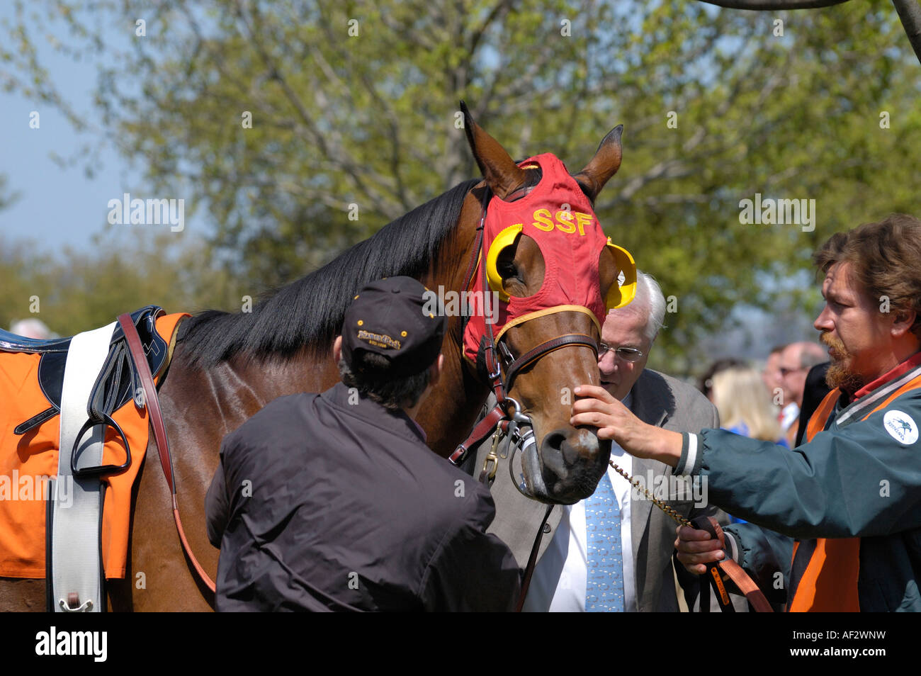Thoroughbred Race Horse Shown Before the Race Stock Photo - Alamy