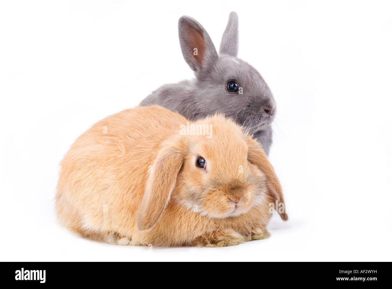 brown white bunny isolated on white Stock Photo - Alamy