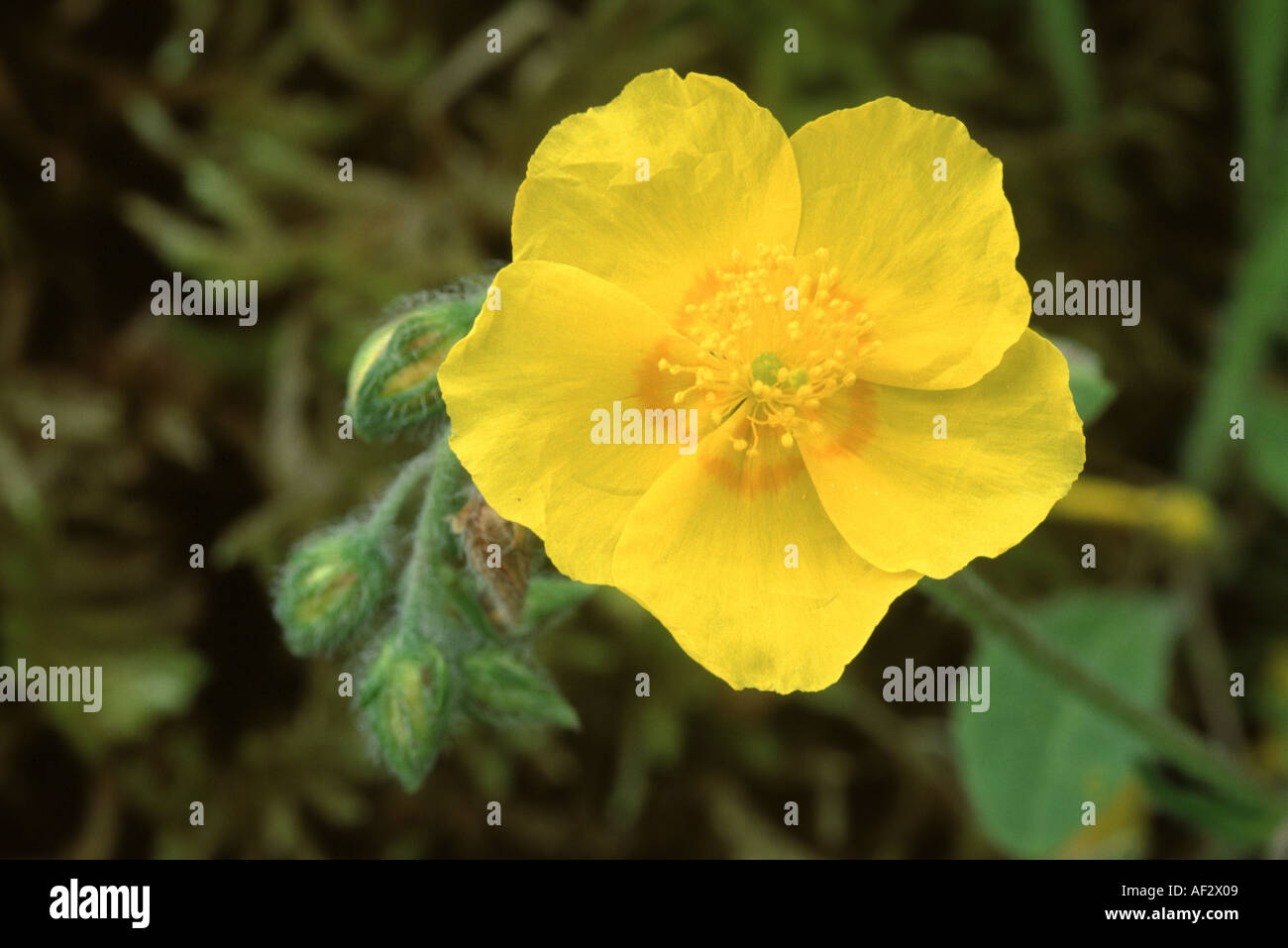 Common Rock Rose Helianthemum nummularium Stock Photo - Alamy