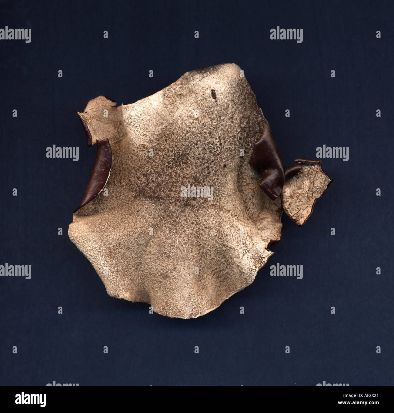 wood ear mushroom Stock Photo - Alamy