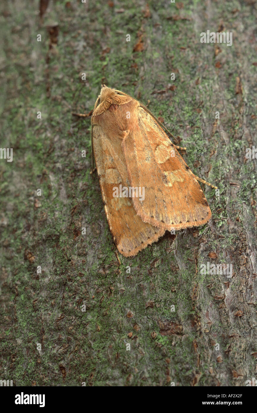 Diarsia mendica diarsia mendica hi-res stock photography and images - Alamy