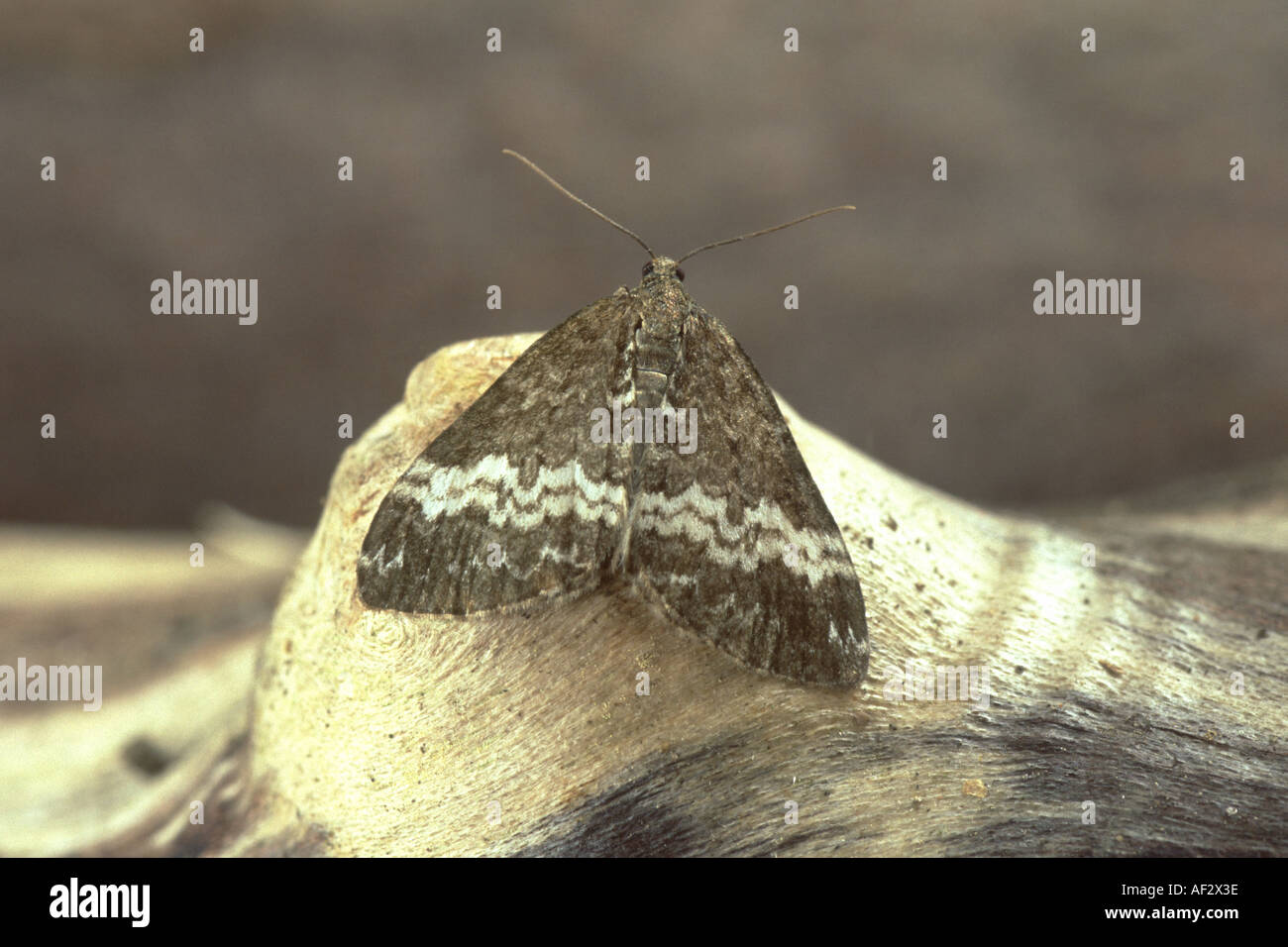 Rivulet moth hi-res stock photography and images - Alamy