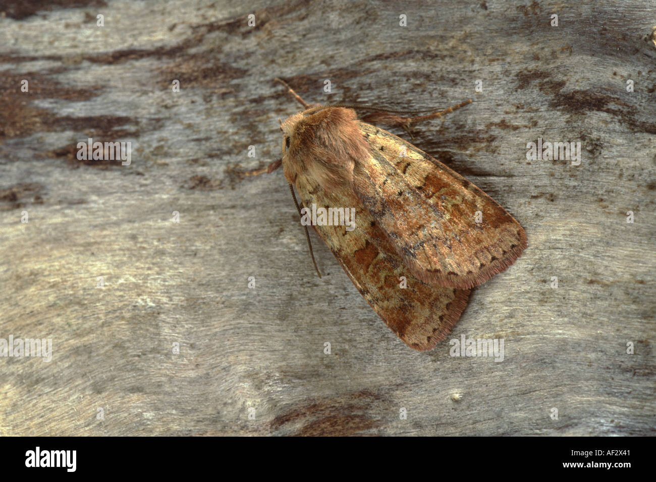 Diarsia mendica diarsia mendica hi-res stock photography and images - Alamy