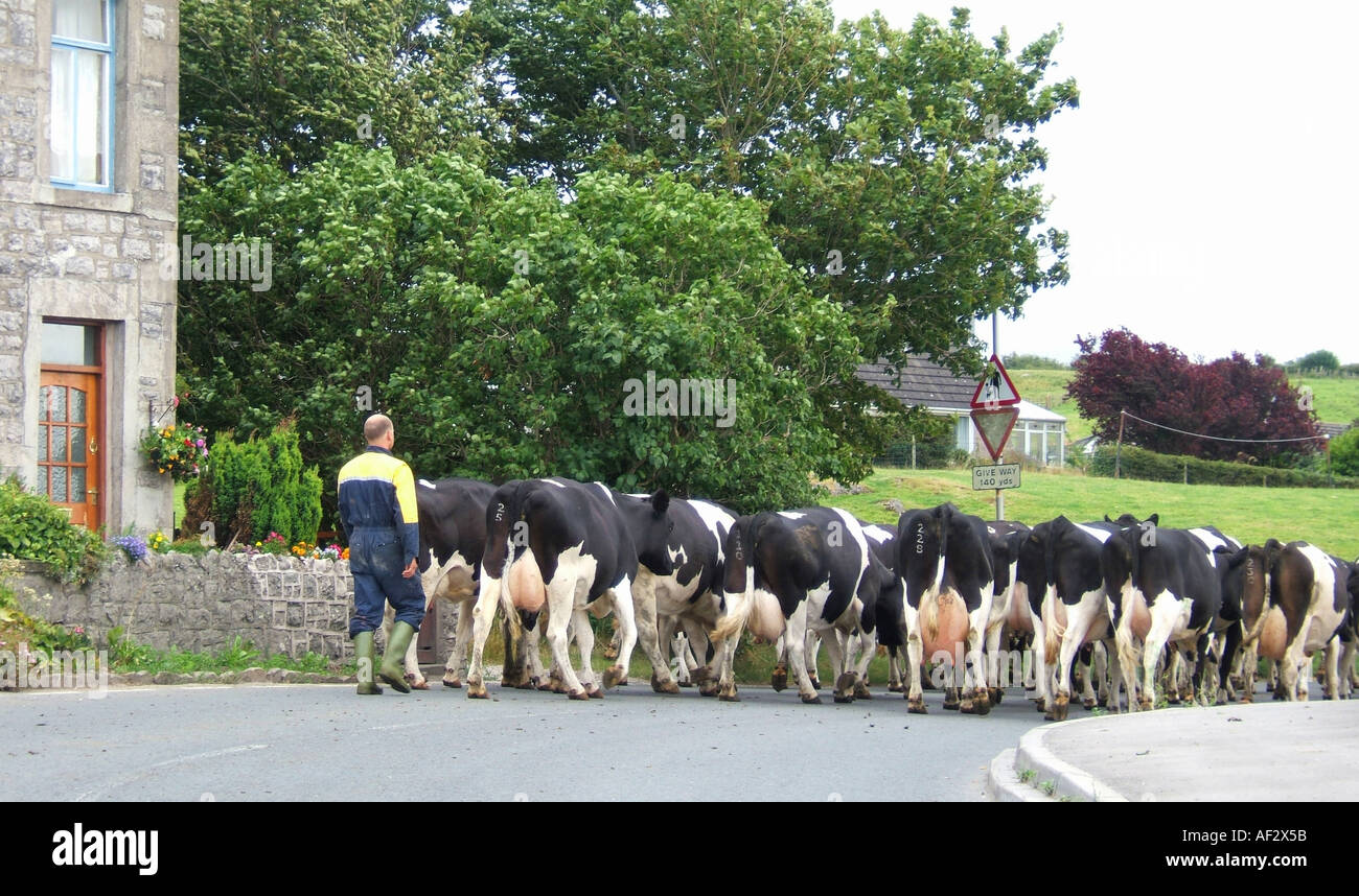 herding cows on country road cumbria uk Stock Photo - Alamy