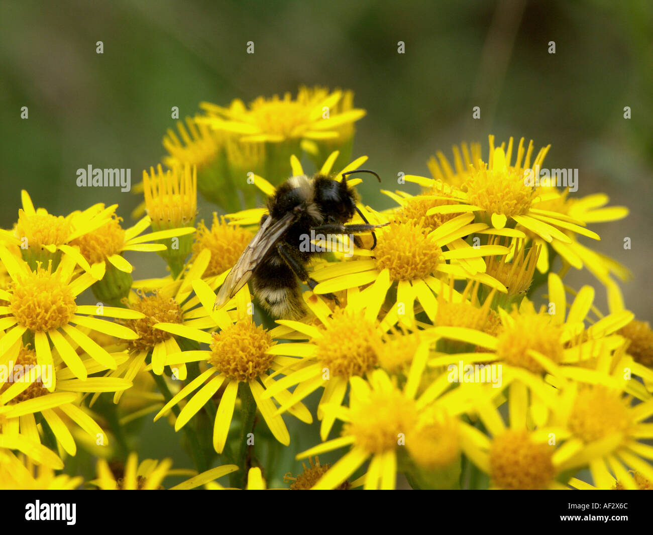 Bee on Ragwort flowers Stock Photo - Alamy