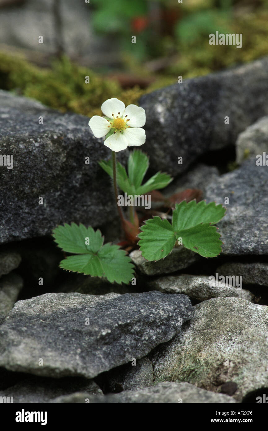 Wild Strawberry Fragaria vesca Stock Photo - Alamy