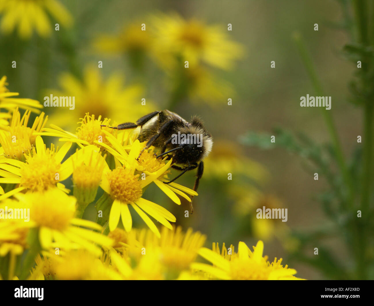 Flower ragwort yellow seed hi-res stock photography and images - Alamy