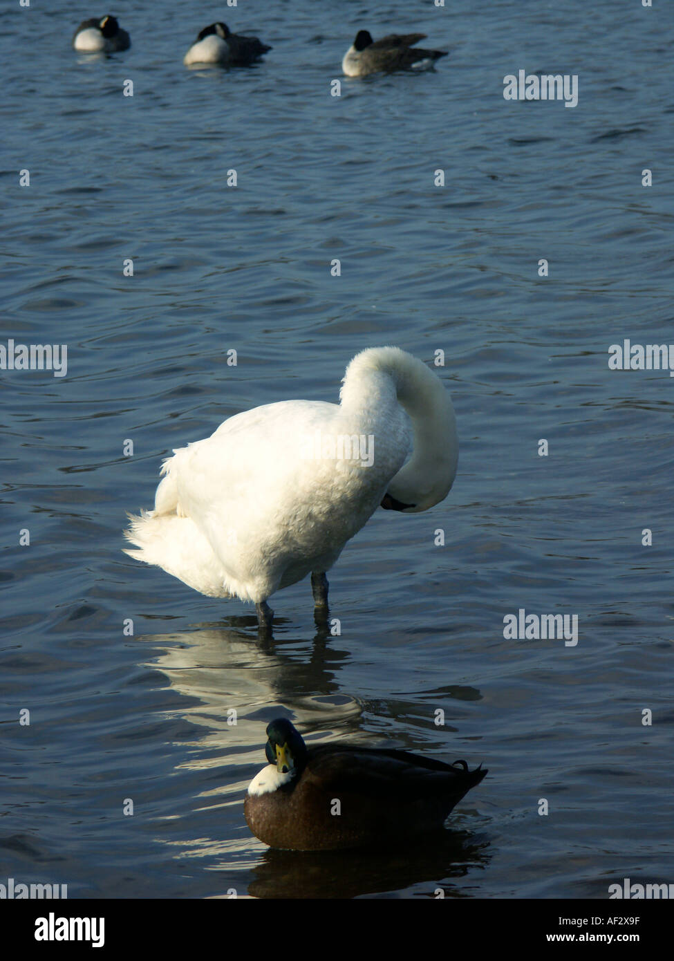 Mute Swan standing in Borrowpit Lake Tamworth preening its feathers ...