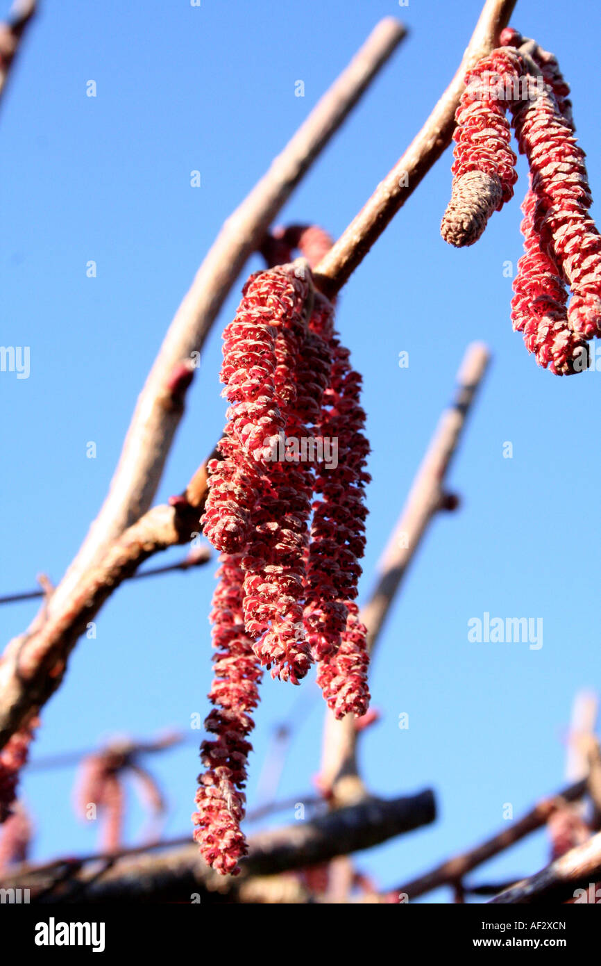 Hazel Tree (Corylus maxima) Red Filbert Stock Photo - Alamy