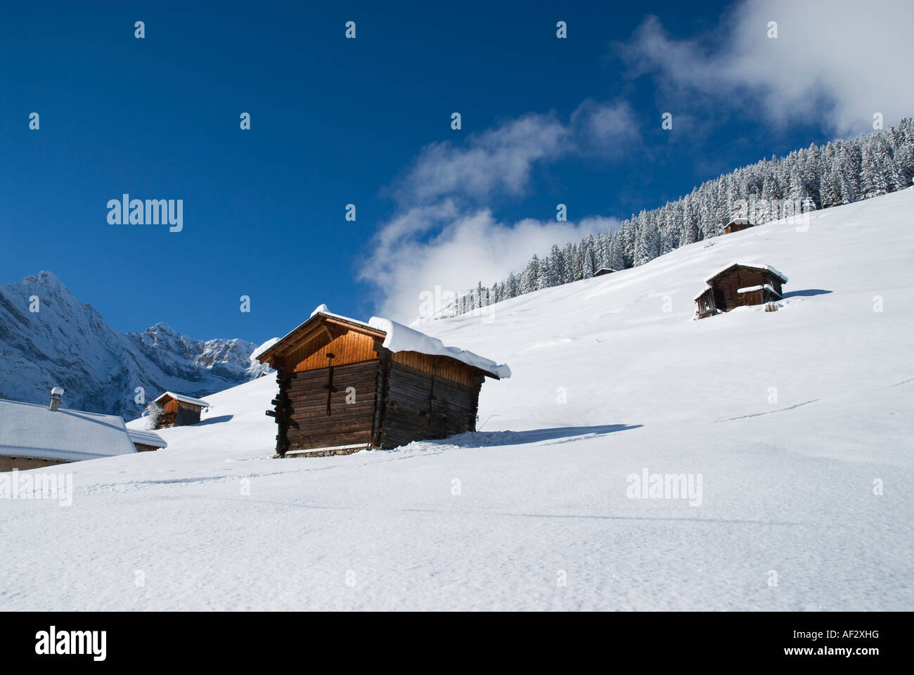 Hillside covered in small trees hi-res stock photography and images - Alamy