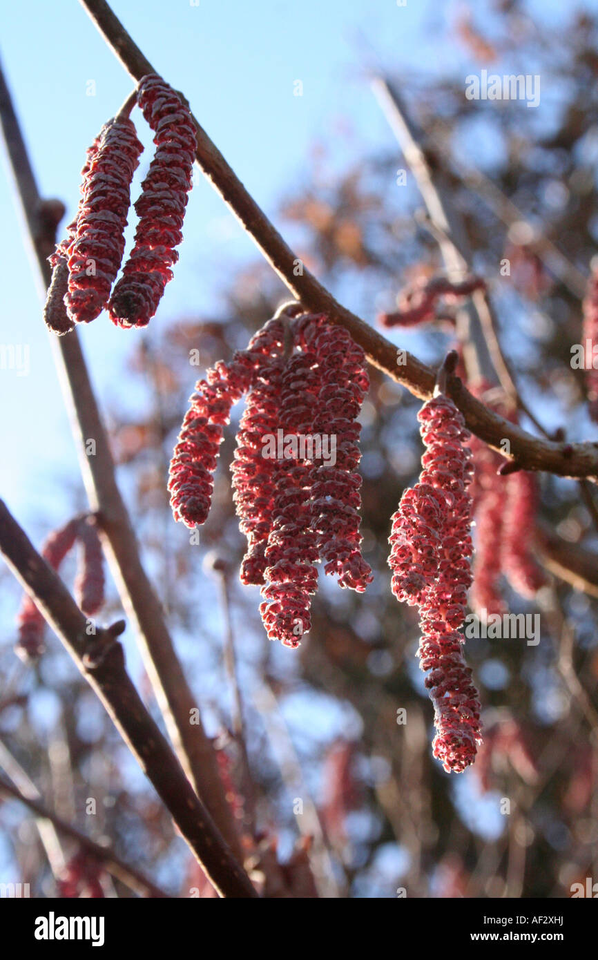 Corylus maxima ‘red filbert’ hi-res stock photography and images - Alamy