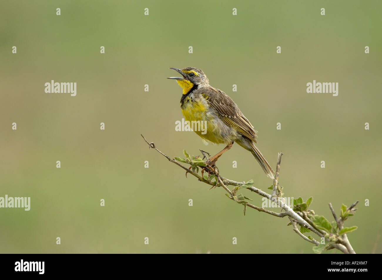 Yellow throated Longclaw Macronyx croceus singing Masaii Mara Kenya ...