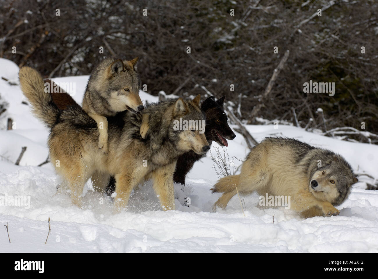 North American Timber Wolf Canis lupus pack asserting hierarchy Montana ...