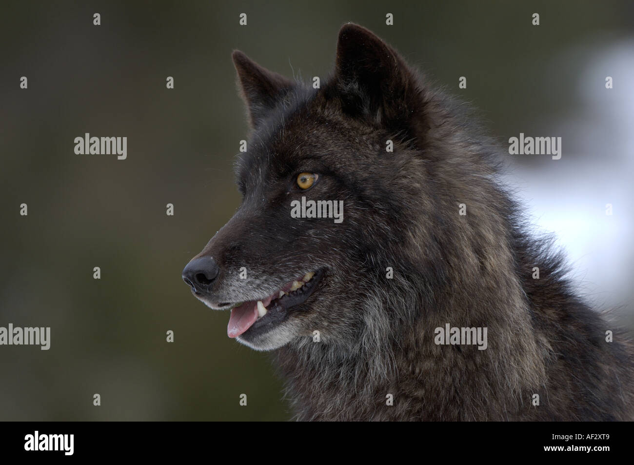 Snarling Black Wolf Side View