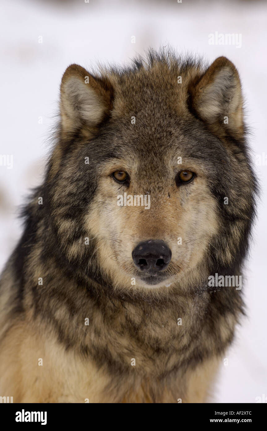 North American Timber Wolf Canis lupus portrait Montana USA Stock Photo ...