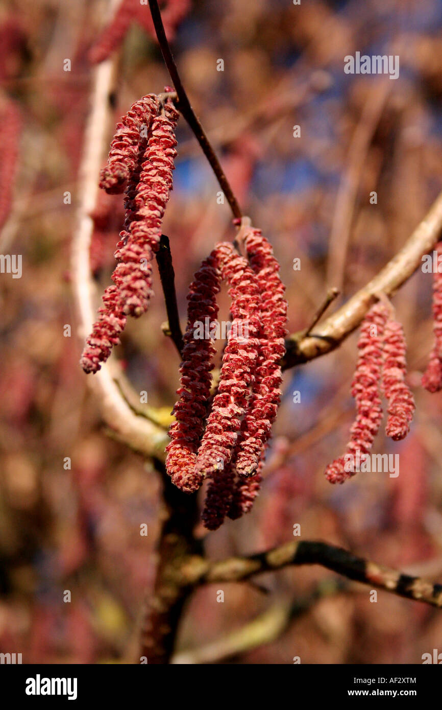 Hazel Tree (Corylus maxima) Red Filbert Stock Photo - Alamy
