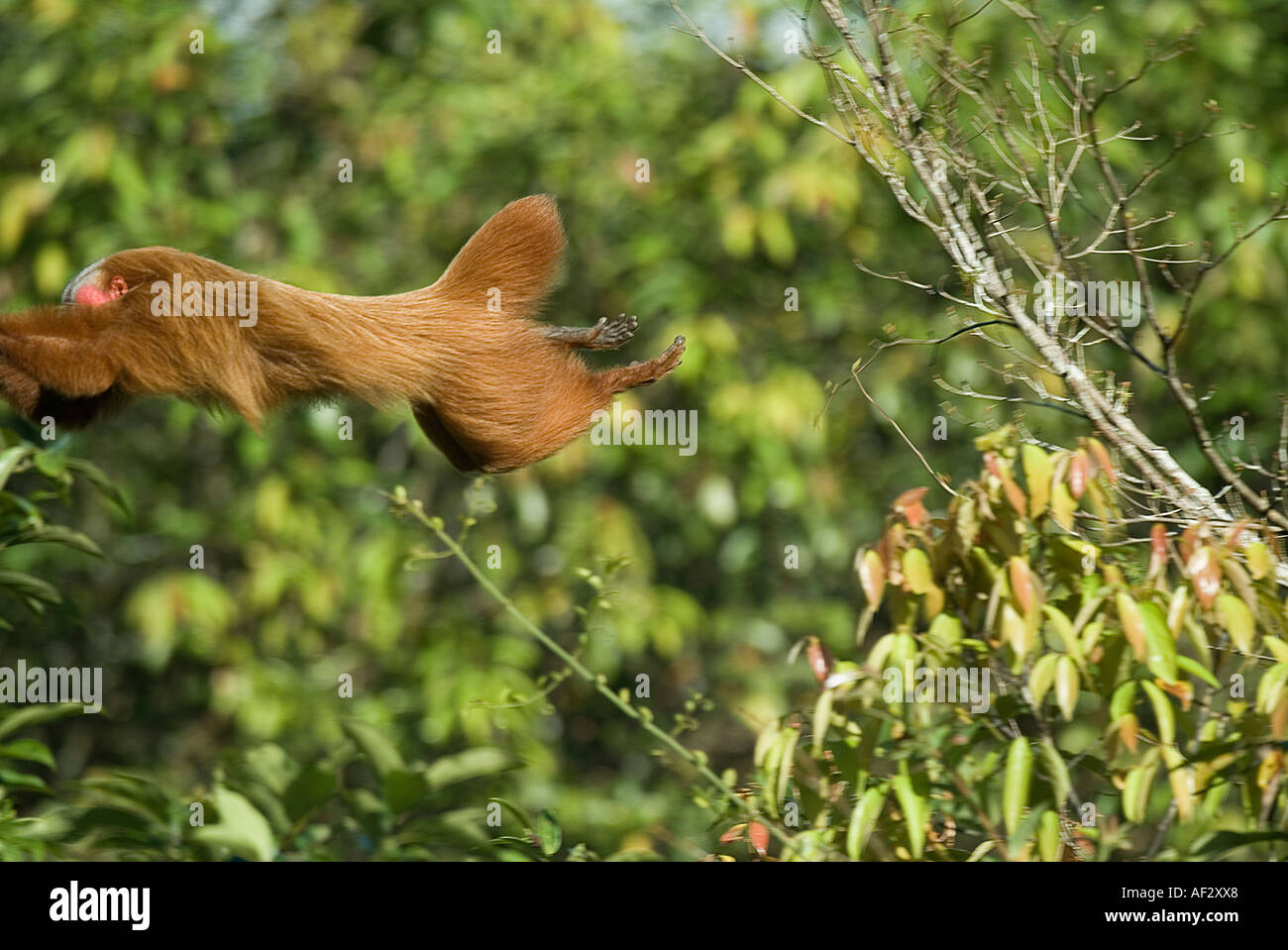 RED UAKARI MONKEY leaping Cacajao calvus ucayalii Amazonian Rainforest ...