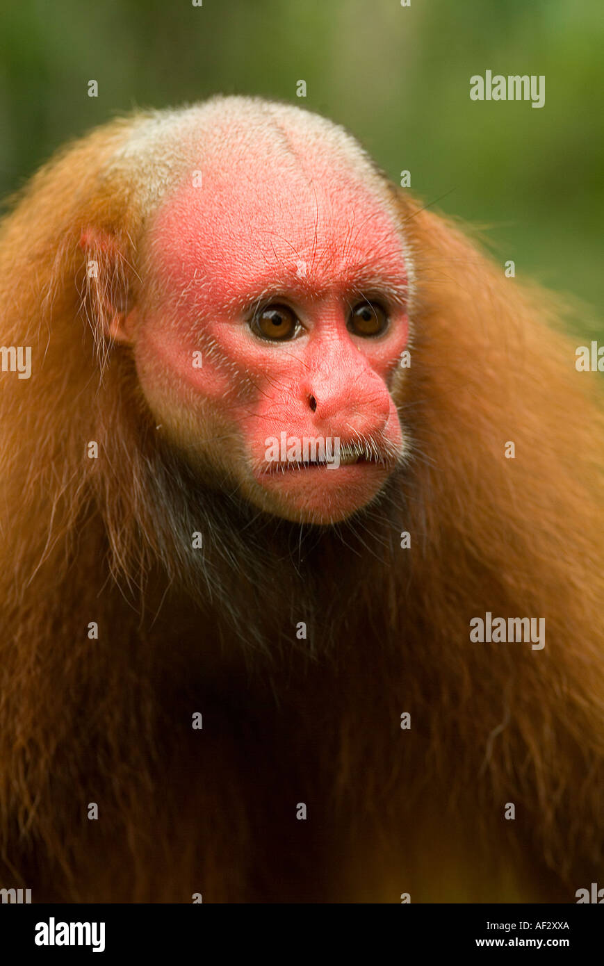 RED UAKARI MONKEY Cacajao calvus ucayalii (captive Stock Photo - Alamy