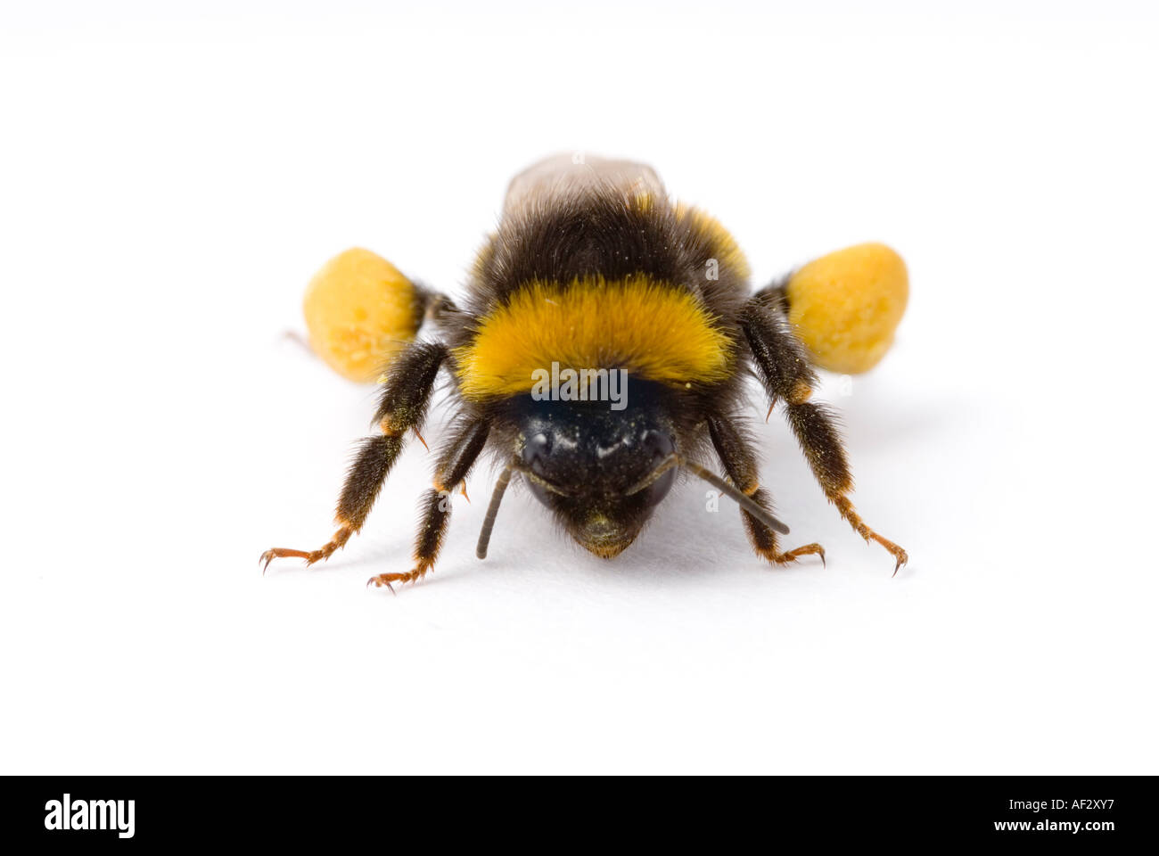 Industrious bumble bee Cut Out Stock Images & Pictures - Alamy