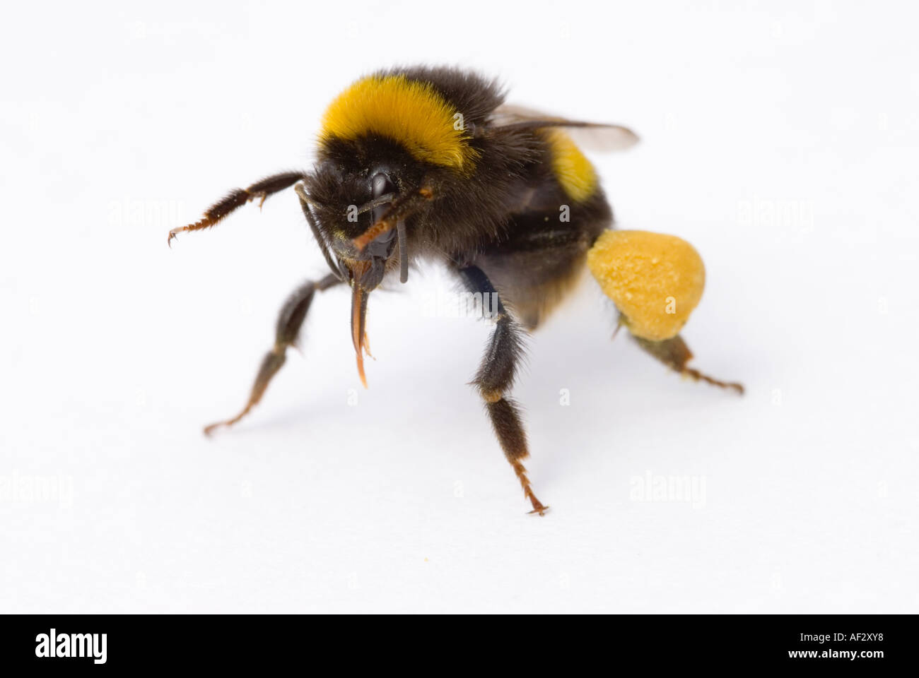 BUFF-TAILED BUMBLEBEE Bombus terrestris Stock Photo - Alamy