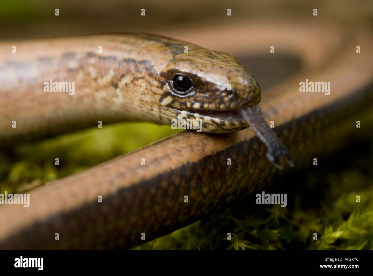 Worm tongue hi-res stock photography and images - Alamy