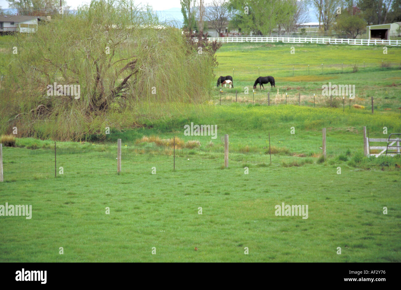 Horse farm Boise Idaho Stock Photo - Alamy