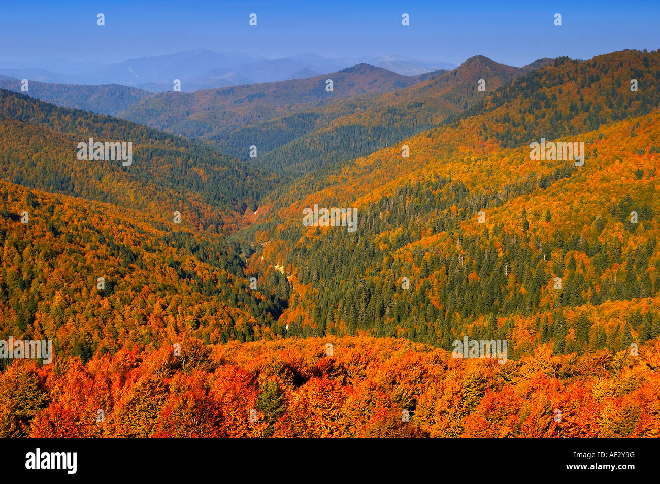 Bosque abodi hi-res stock photography and images - Alamy