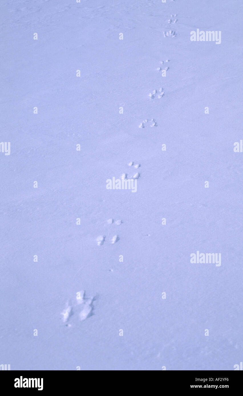 Squirrel tracks snow hi-res stock photography and images - Alamy
