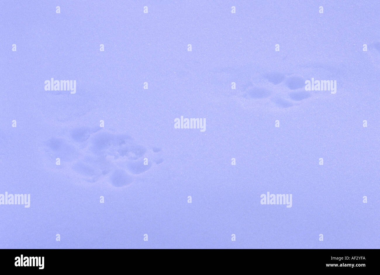 Wolf tracks snow hi-res stock photography and images - Alamy