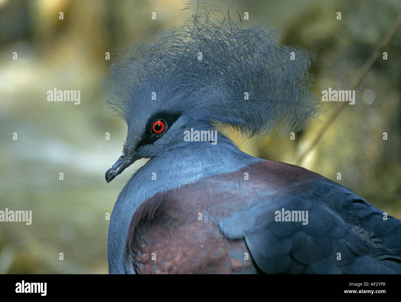 Portrait of a Victoria crowned pigeon, Goura victoria Stock Photo - Alamy