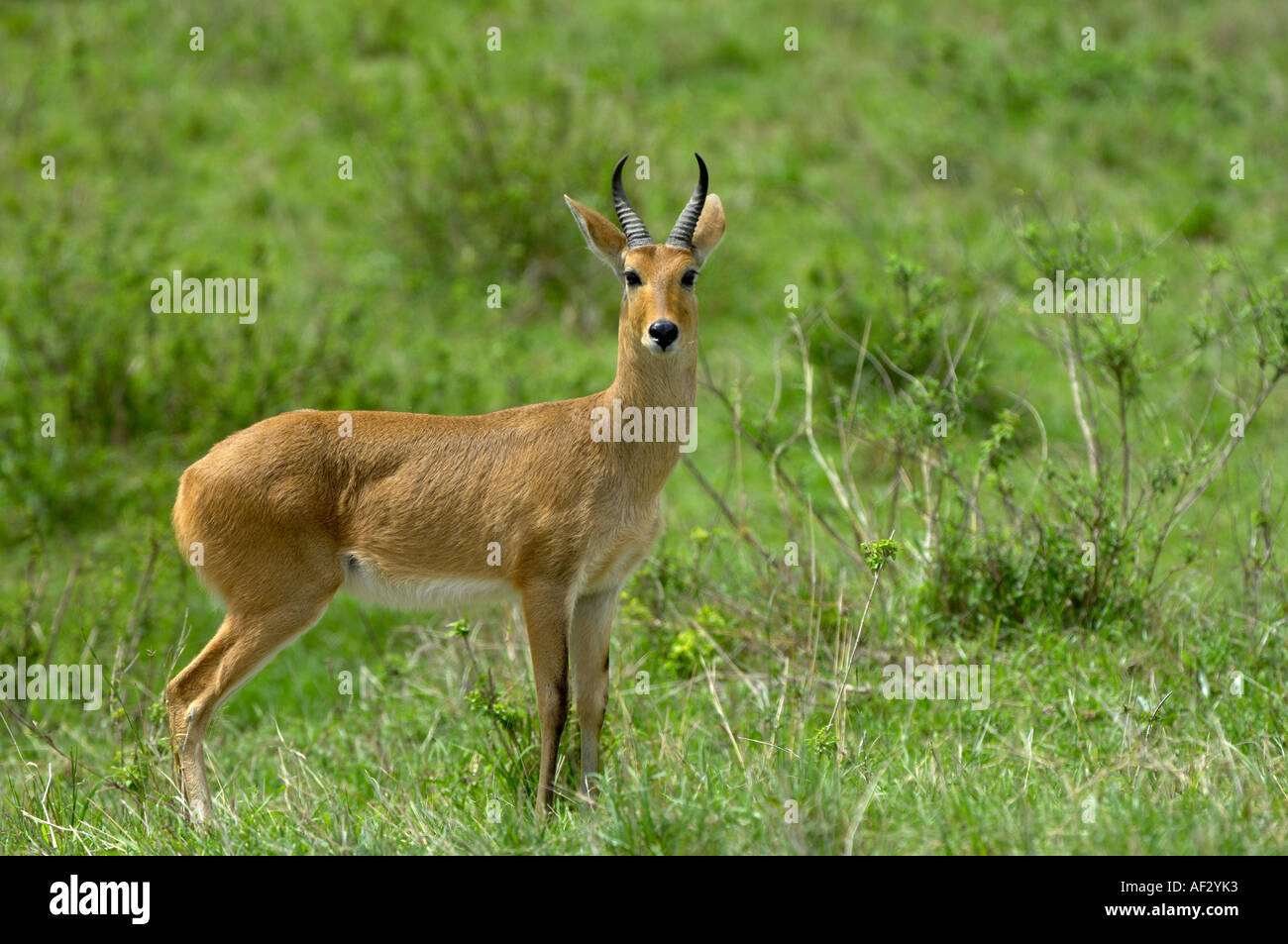 Mountain Reedbuck Redunca fulvorufala Masaii Mara Kenya Stock Photo - Alamy