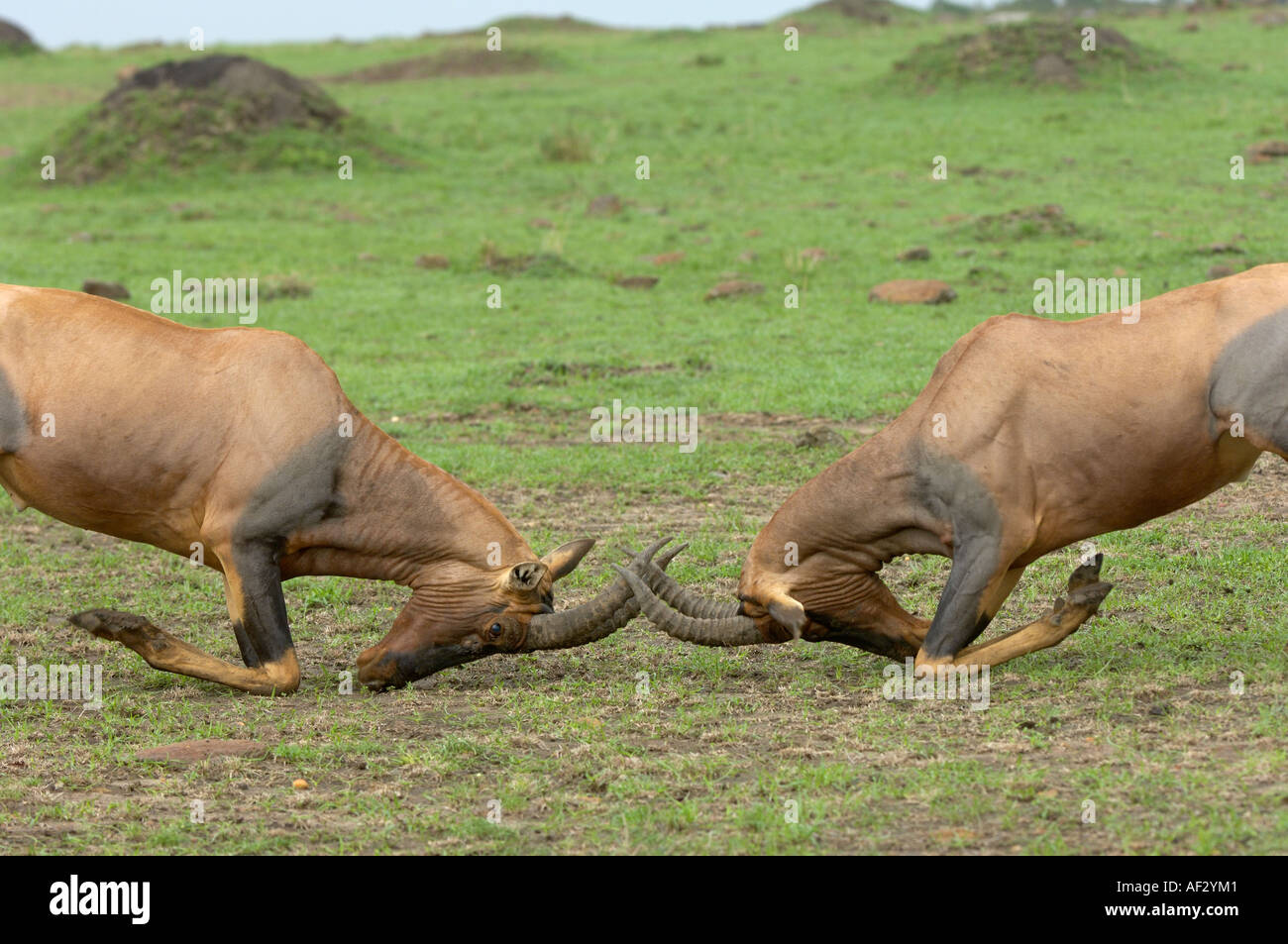 Topi fighting hi-res stock photography and images - Alamy