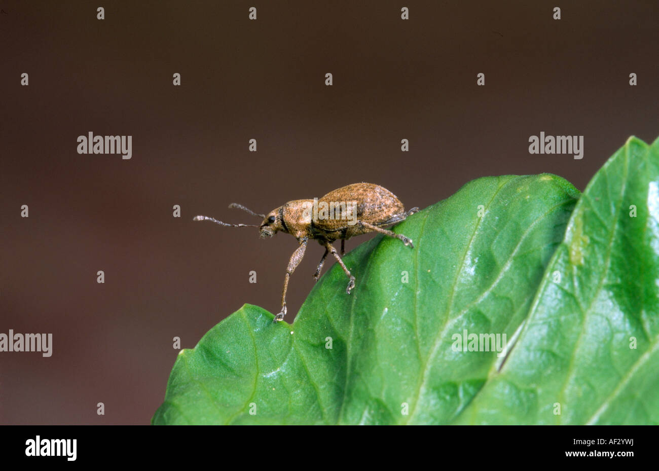 Rose weevil hi-res stock photography and images - Alamy