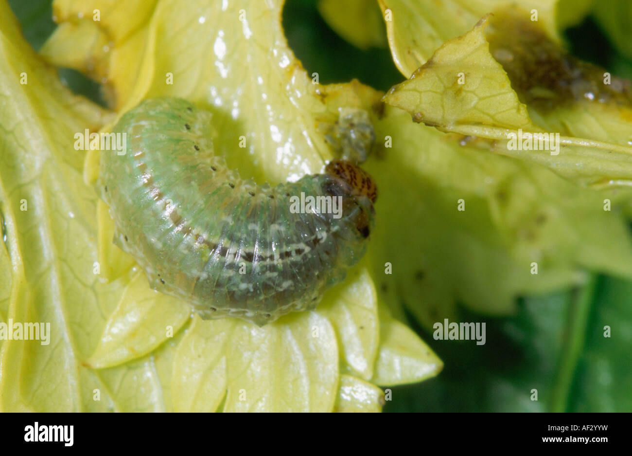 Weevil larva hi-res stock photography and images - Alamy