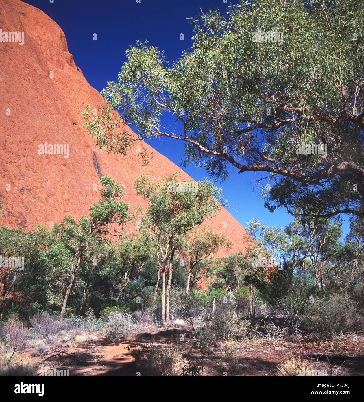 Uluru and trees Stock Photo - Alamy