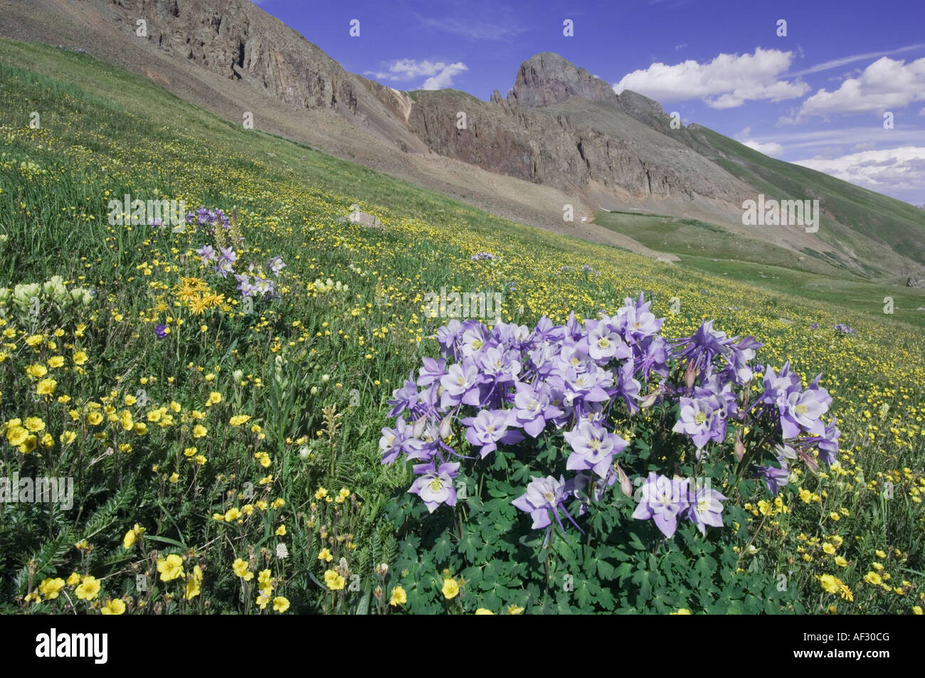 Mountains and wildflowers in alpine meadow Blue Columbine Aquilegia ...