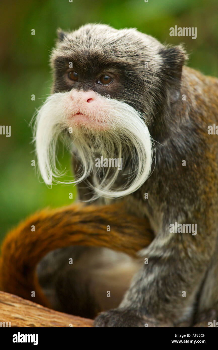 Emperor tamarin hi-res stock photography and images - Alamy