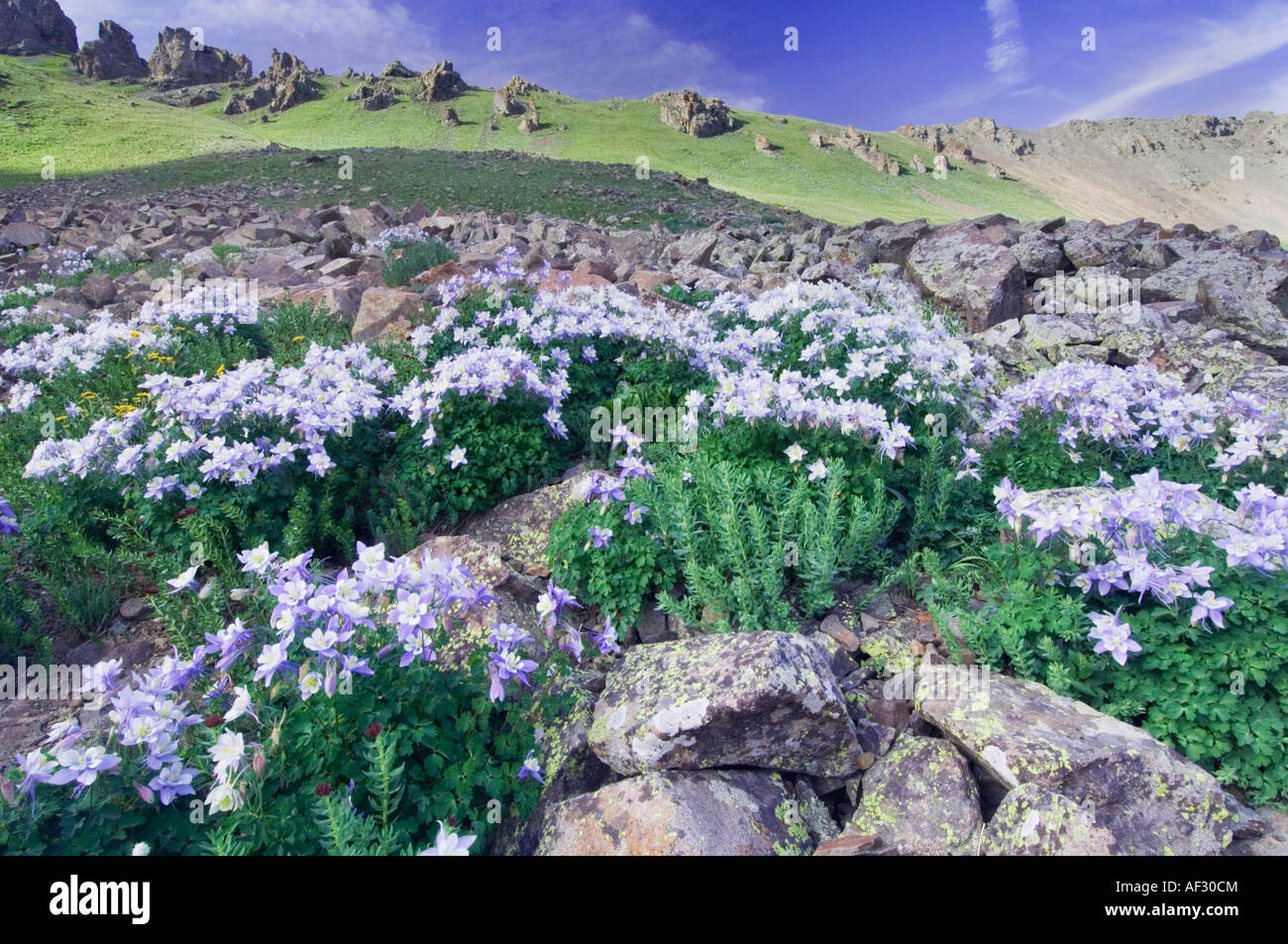 Mountains and wildflowers in alpine meadow Blue Columbine Aquilegia ...
